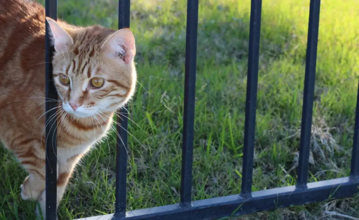 Señales De Que Tu Gato Quiere Abandonar La Casa Patas En Casa